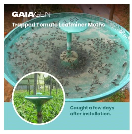 Buy Pheromone Lure For Tomato Leafmier Tuta Absoluta Online | AgriBegri