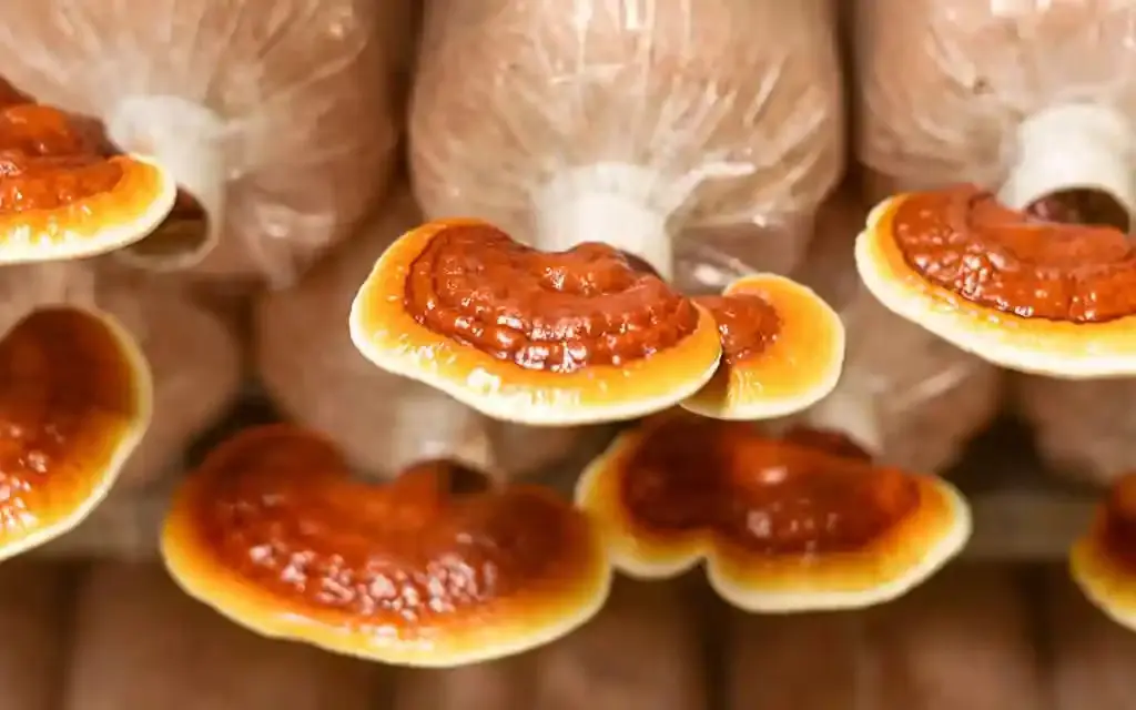 Buy SporeKart Reishi Mushroom Spawn Granules Online | AgriBegri