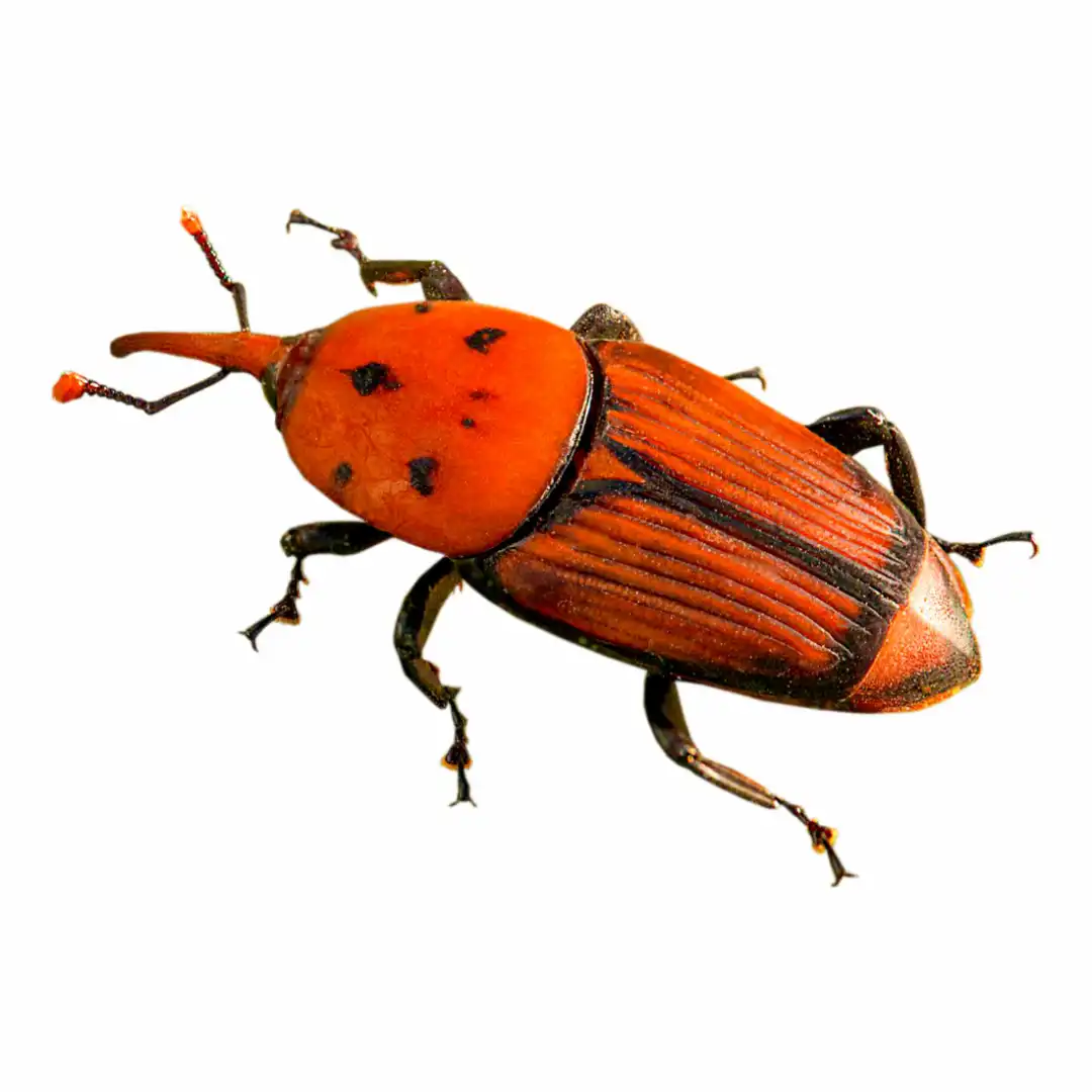 HEDO Red Palm Weevil Bucket Trap With Pheromone Lure