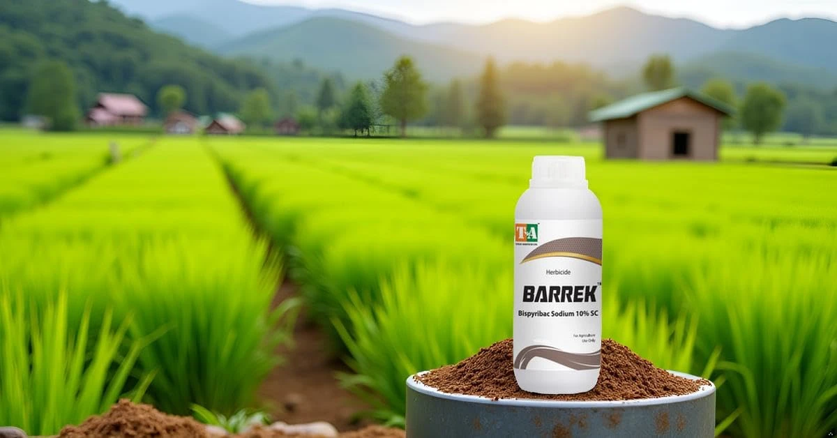 Titan Agritech Barrek Bispyribac Sodium 10% SC Herbicide