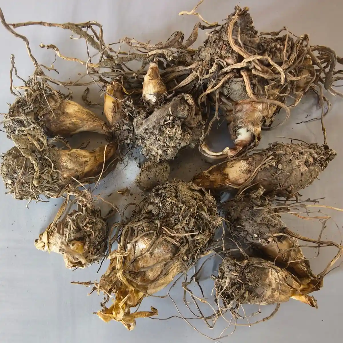 VR Tuberose Flower Bulbs