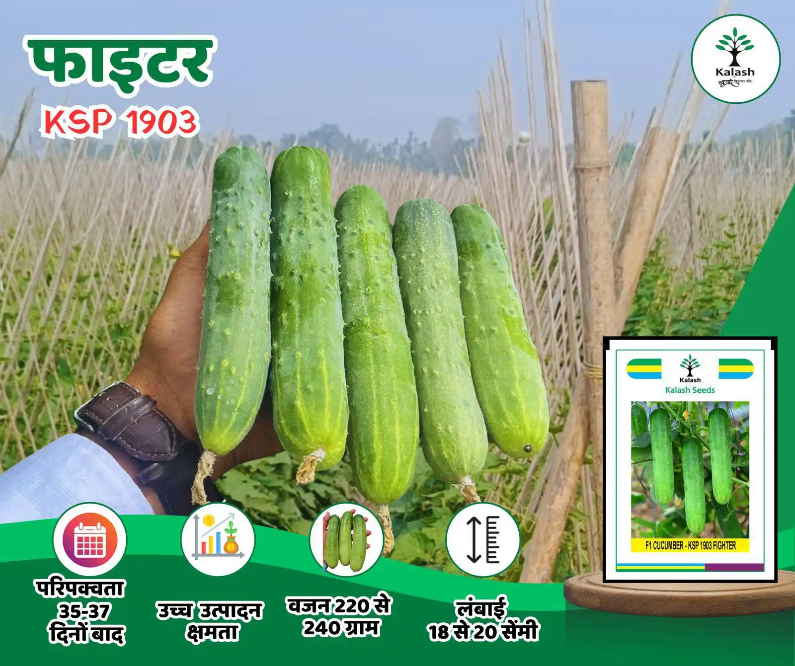 Kalash KSP 1903 FIGHTER F1 Hybrid Cucumber Seeds