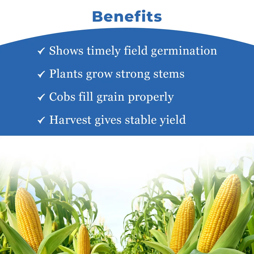 C.P. 858 Maize (Makka) Seeds | Buy Online